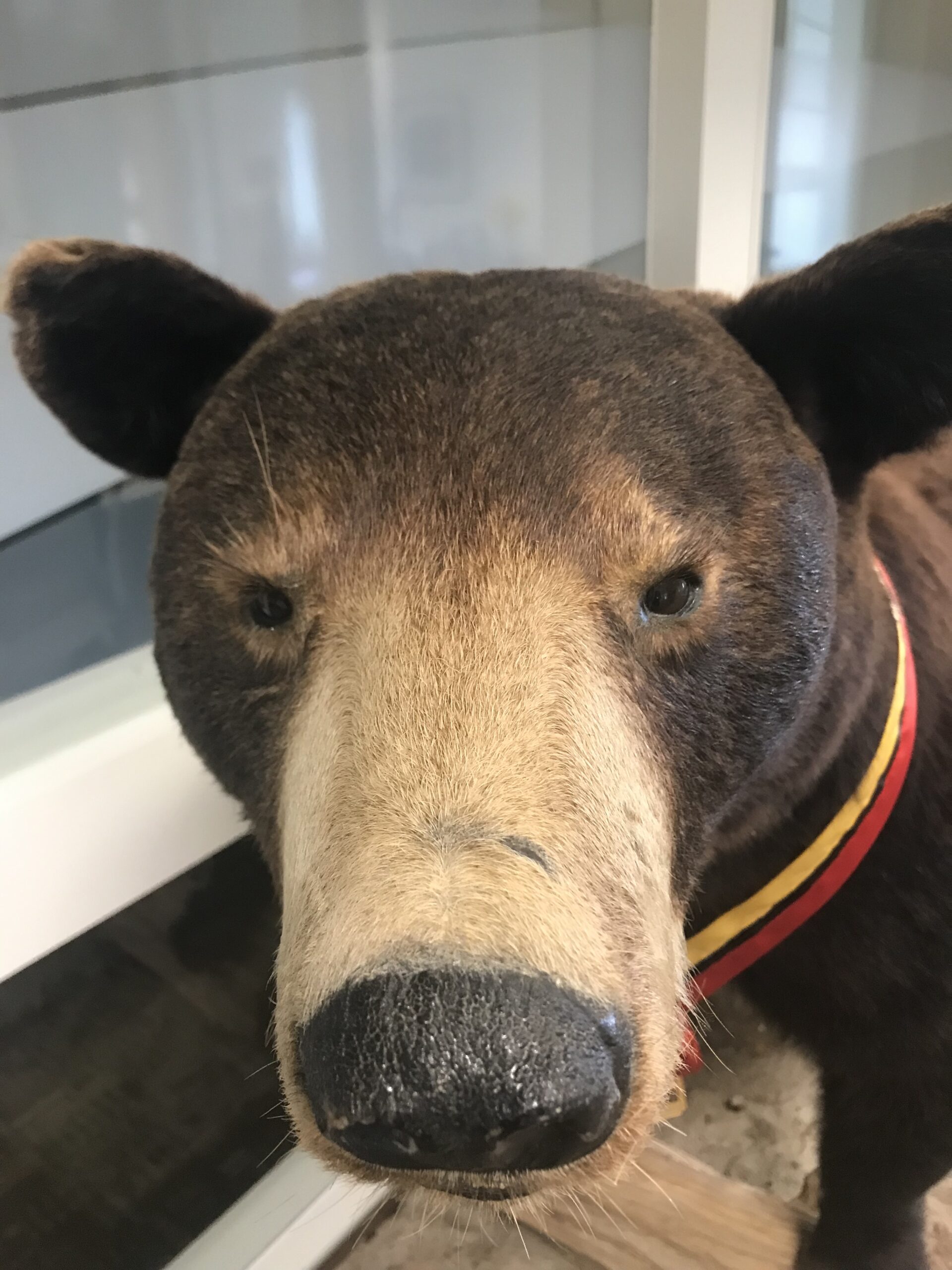 Focus New Bern, NC – The Bear Says New Bern is a GreatPlace to do ...